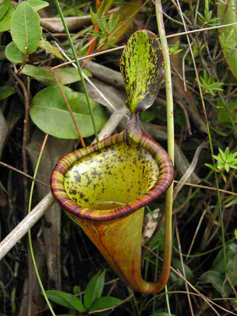Pitcher :Rat Eating Plant ~ What's New Philippines?