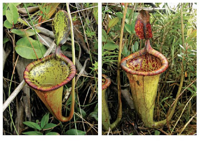 Pitcher :Rat Eating Plant ~ What's New Philippines?