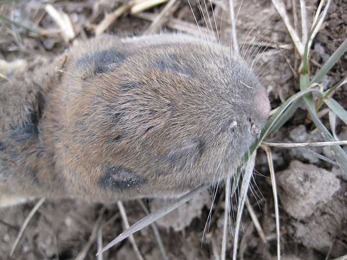 Life among the Tall Pines: Why they are called pocket gophers