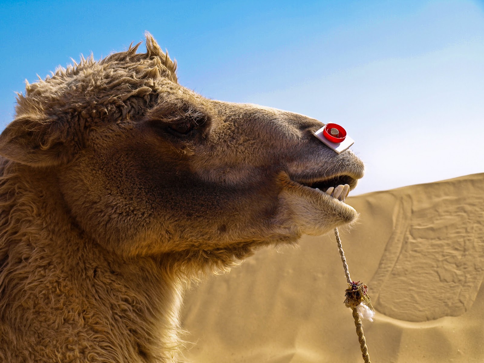 Love And Yellow Ladybugs: Camel Nose