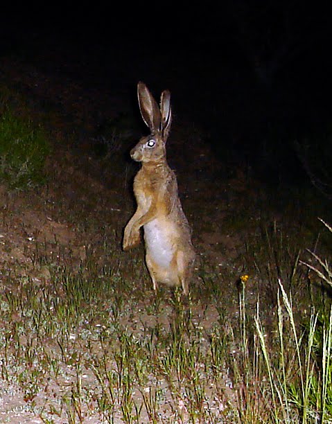 Camera Trap Codger: Light-headed leporids that run like hell