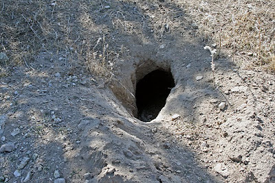 Camera Trap Codger: Gray fox gets around