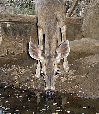 Camera Trap Codger: Poison Water guzzlers--black-tailed deer