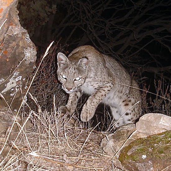 Camera Trap Codger: 2009