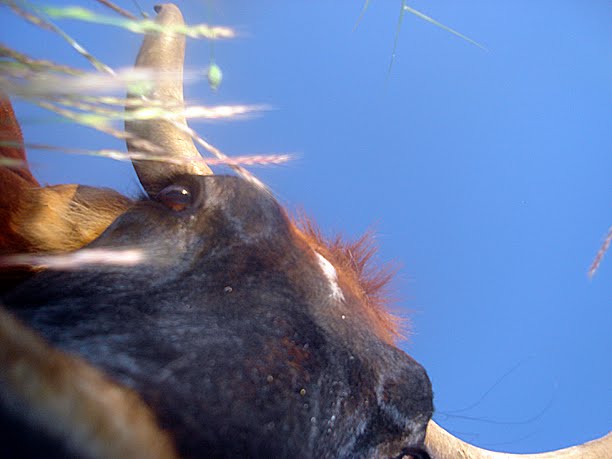 Camera Trap Codger: Badger in the mist