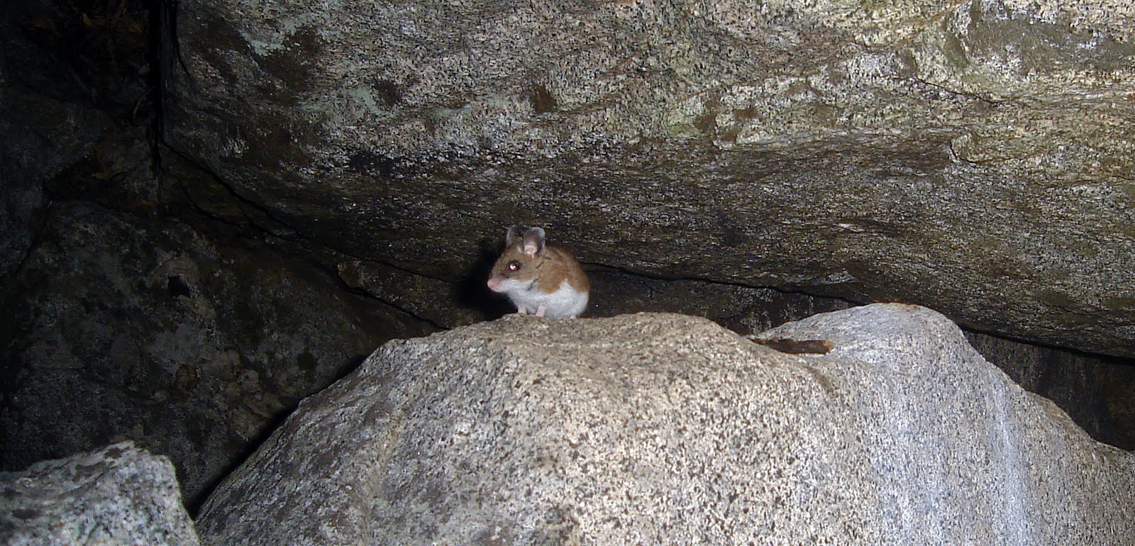 Camera Trap Codger: Denizens of Deadman