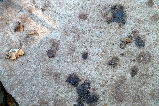 Camera Trap Codger: Drippy nut disease