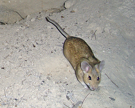 Camera Trap Codger: Rodent rendezvous, cont'd