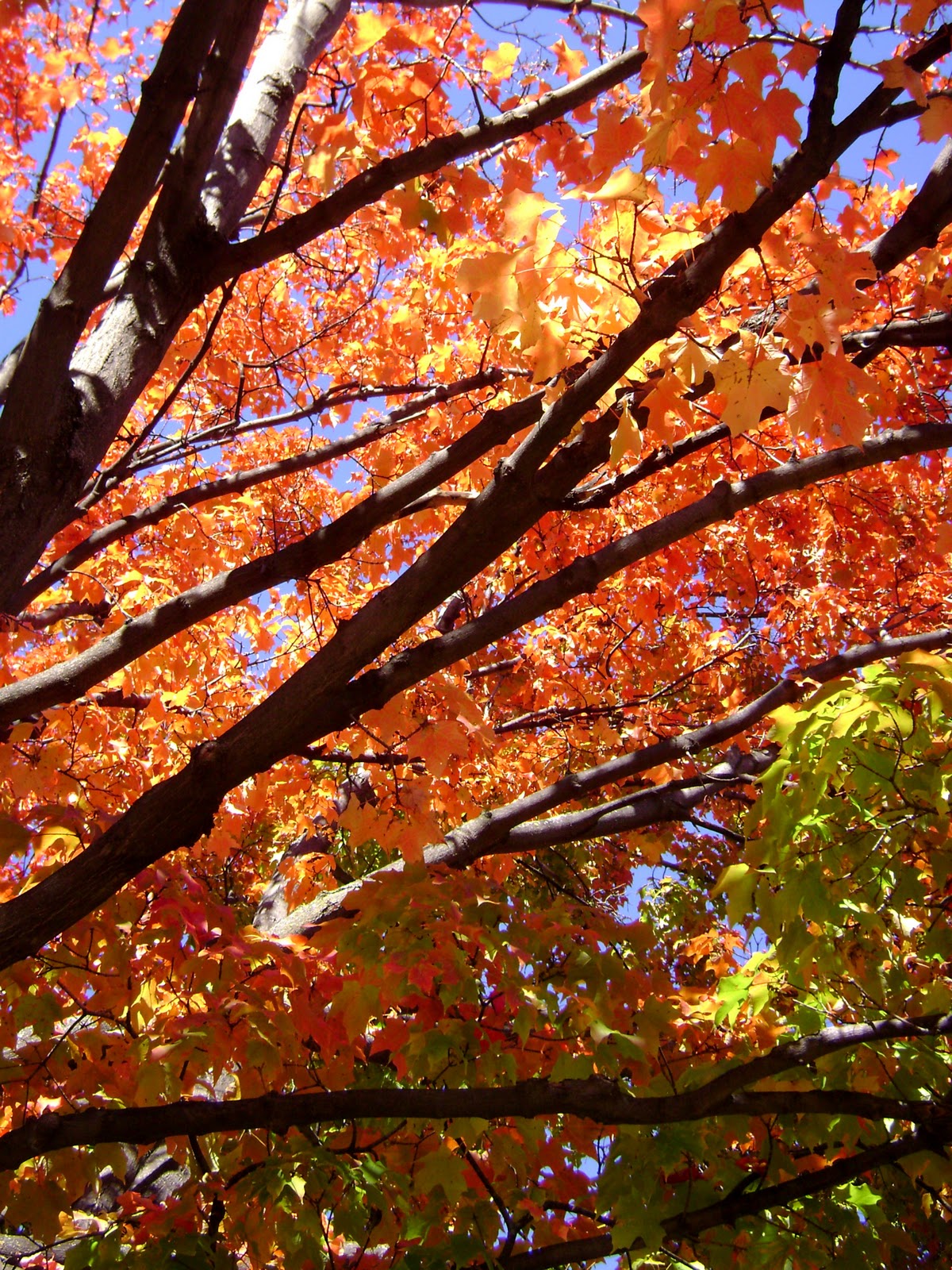 Ria's Collection: WORDLESS WEDNESDAY 4...Fall Colours.