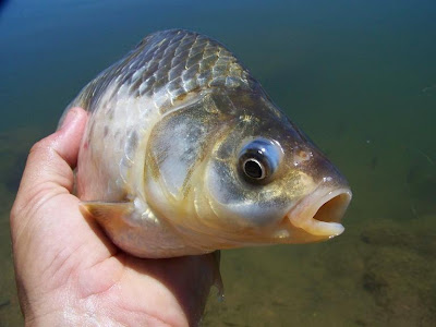 COMO PEZ EN EL AGUA: CARPINES Y PERCASOLES