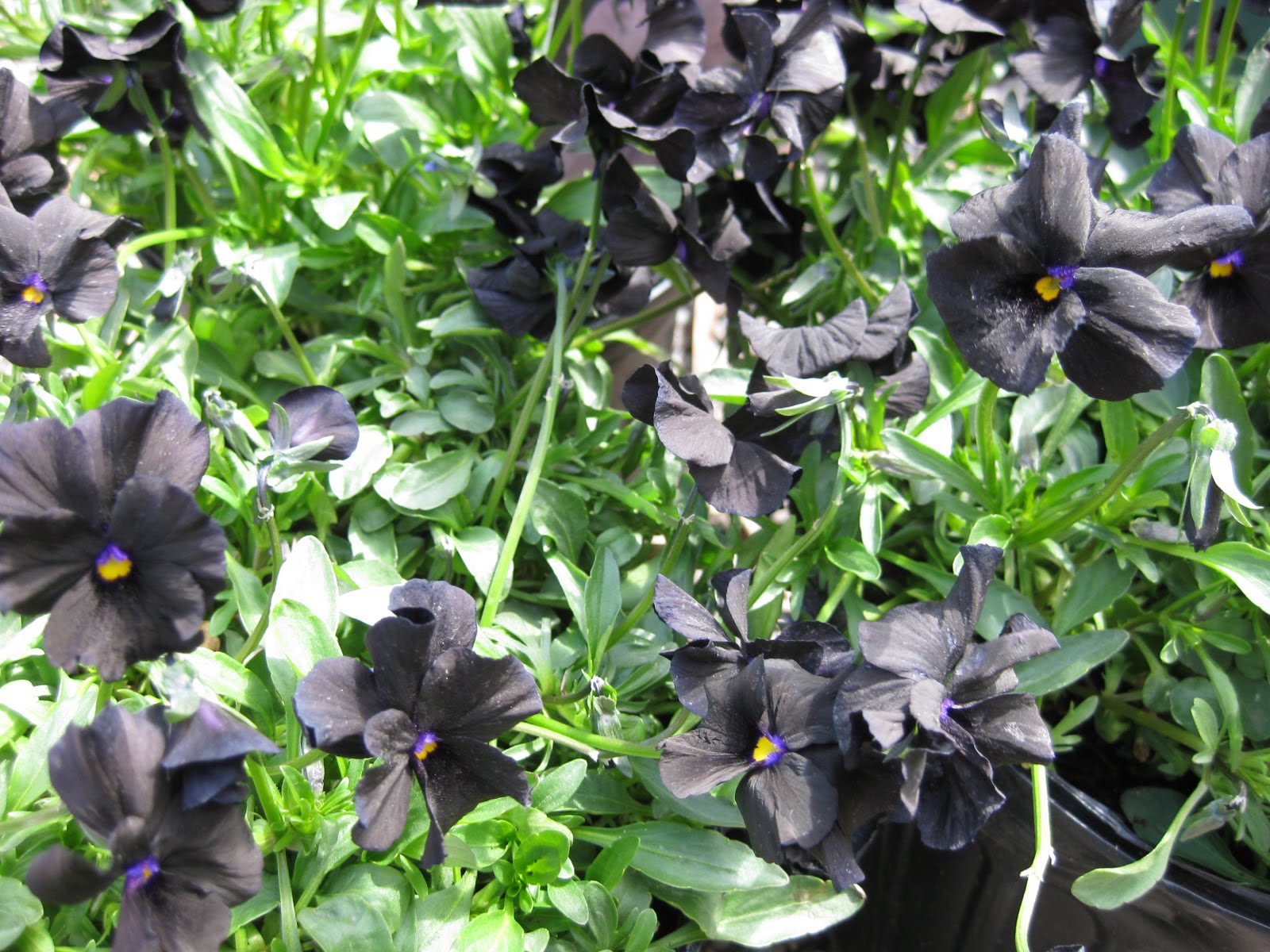 Victoria Gardens: Blooms for your spring garden: Black Perennial Violets