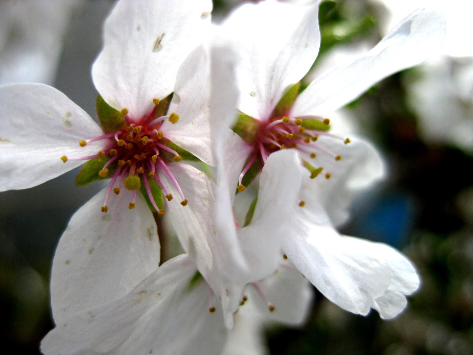 Weeping Cherry Tree: Prunus 'Snow Fountain'