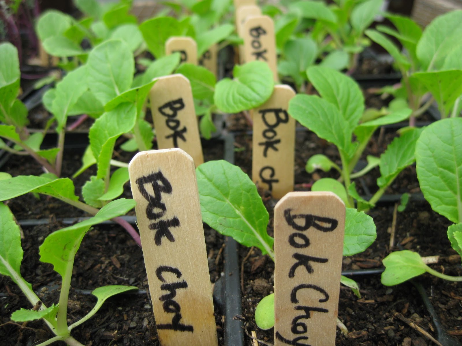 Victoria Gardens: Organic, heirloom, locally-grown vegetable starts are ...