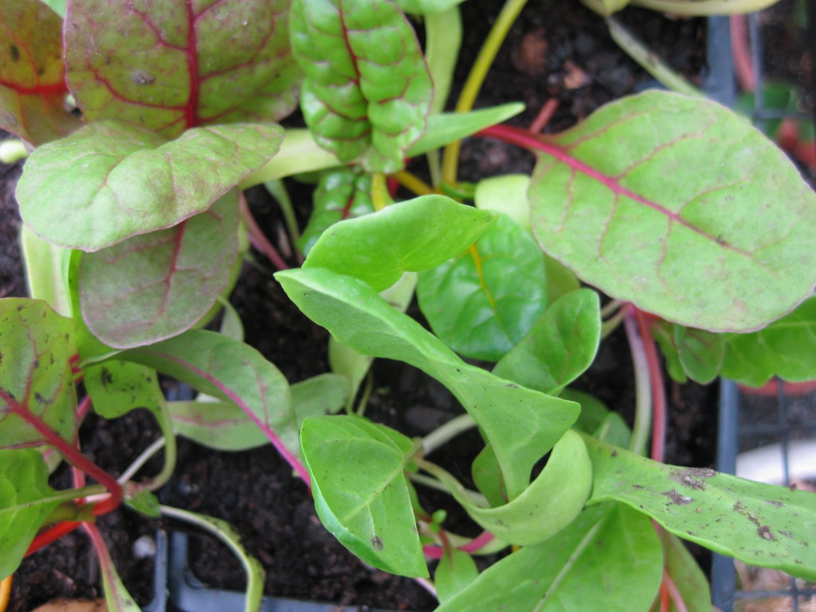 Victoria Gardens: Organic, heirloom, locally-grown vegetable starts are ...