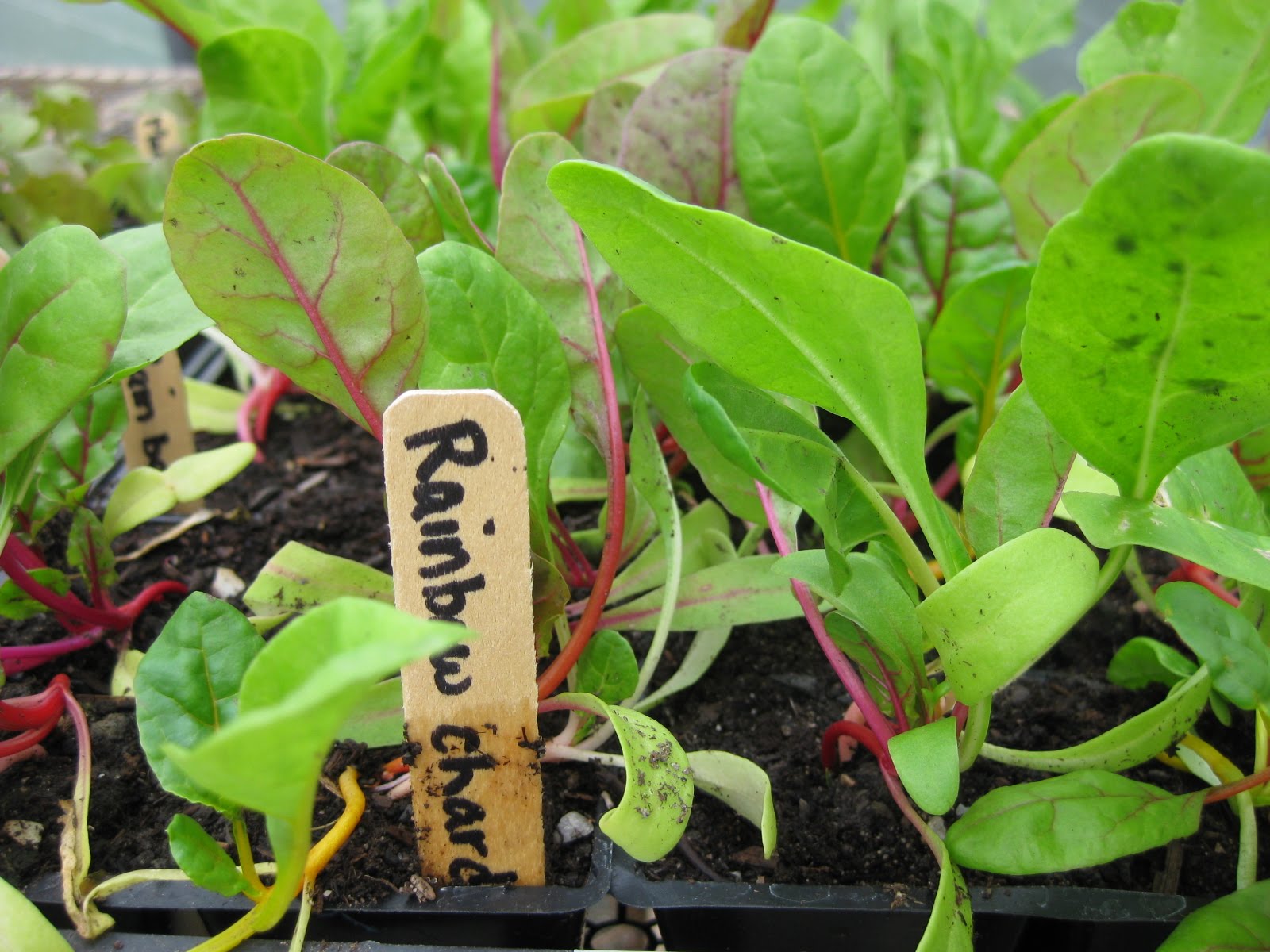 Victoria Gardens: Organic, heirloom, locally-grown vegetable starts are ...