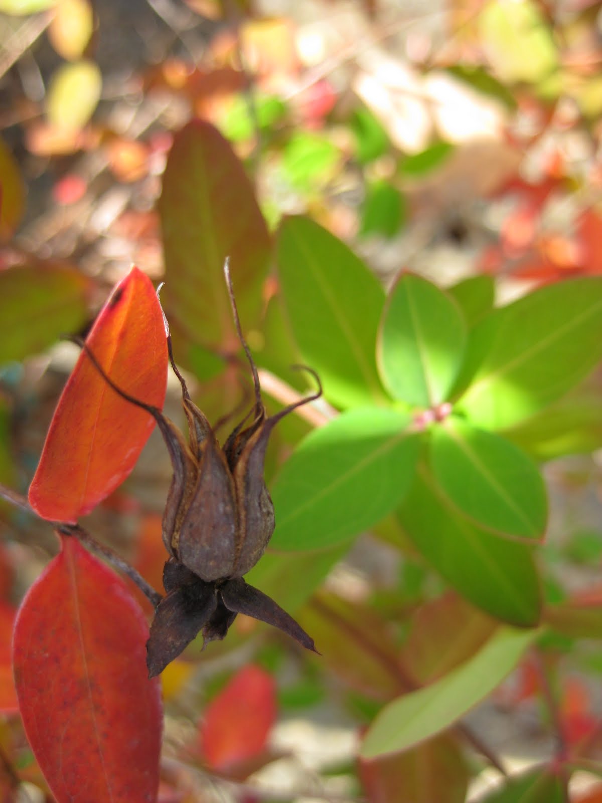 Victoria Gardens: Fab, Fab, Fall Foliage: Hypericum kalmianum Ames ...