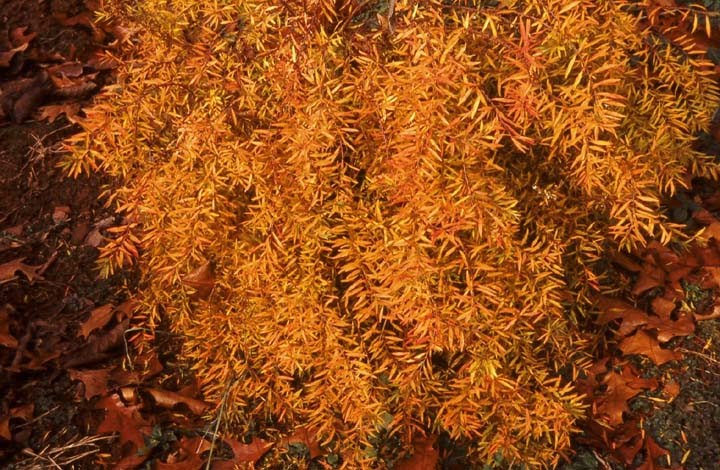 Victoria Gardens: Plant Profile: Spireae thunbergii ‘Ogon’ (Spirea ...