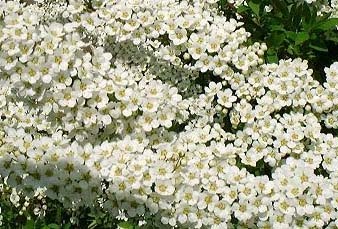 Victoria Gardens: Plant Profile: Spireae thunbergii ‘Ogon’ (Spirea ...