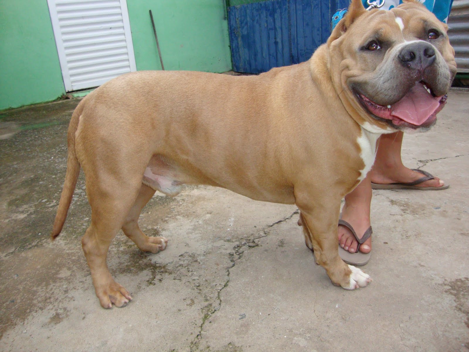American Bully: American Bully x American Staff. NINHADA - FILHOTES