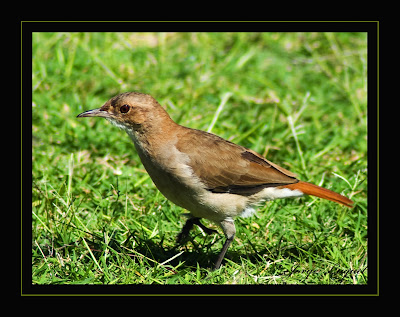 Mundo plumifero: Hornero Común Furnarius rufus Rufous Hornero