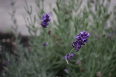 My Kind of Food: Basil Lavender Lemonade