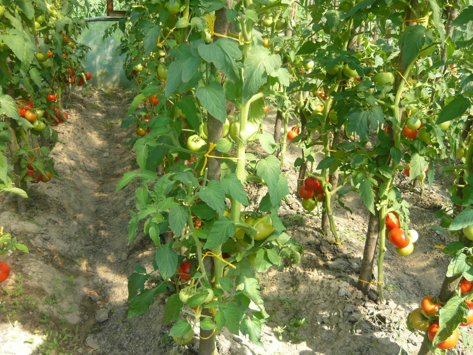 Vanessa....: DESPRE LEGUME...