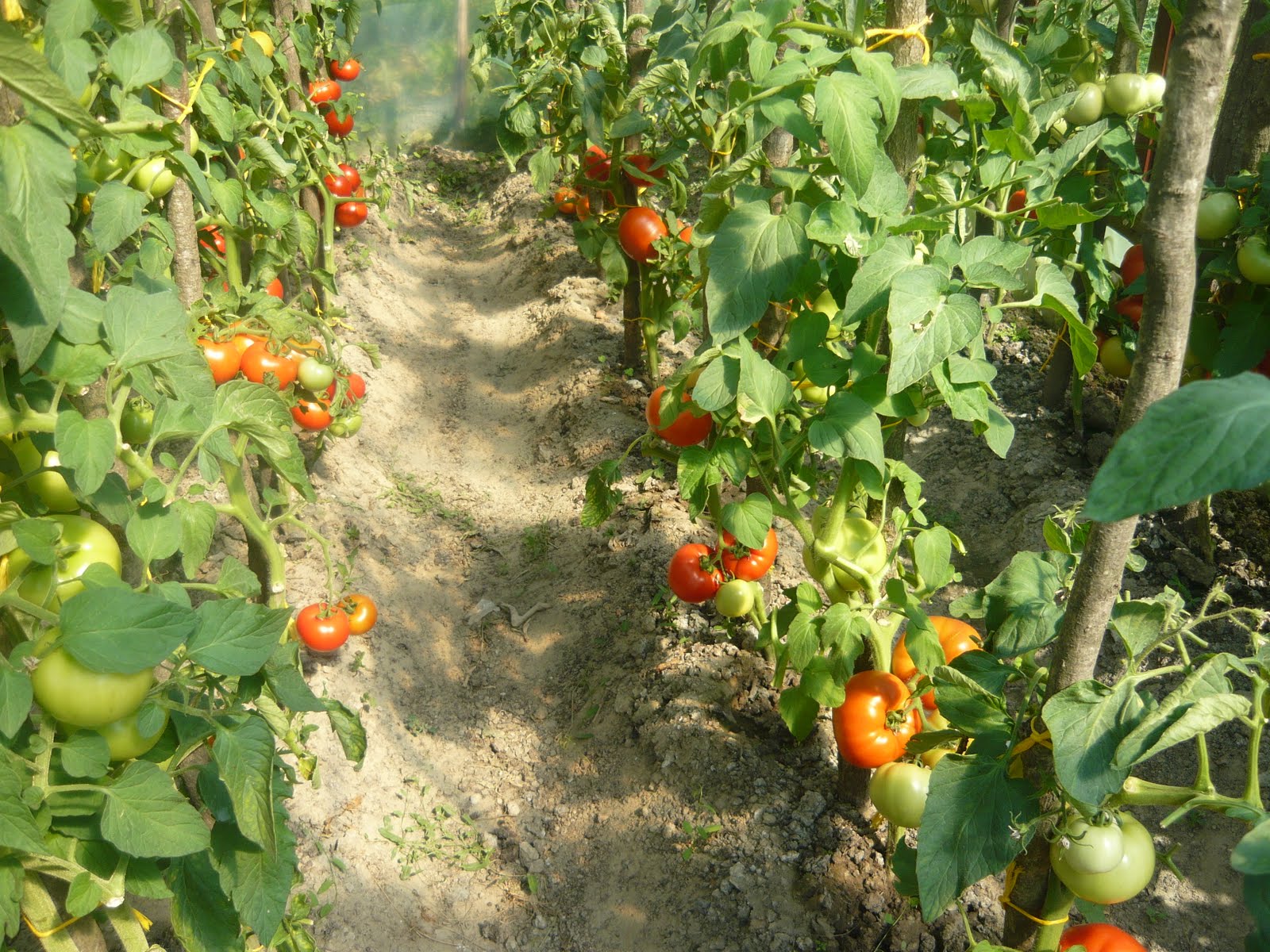 Vanessa....: DESPRE LEGUME...