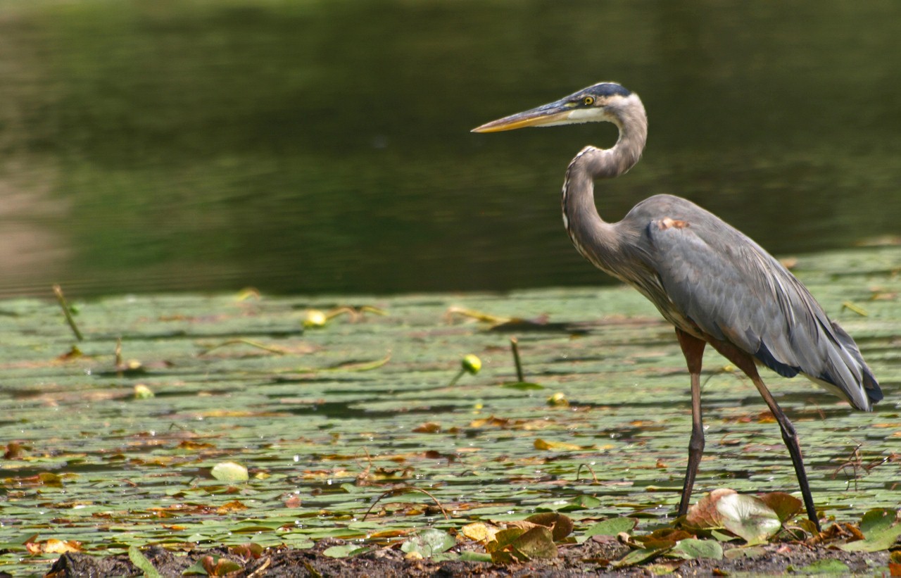 Raining Acorns: A Welcome Sound