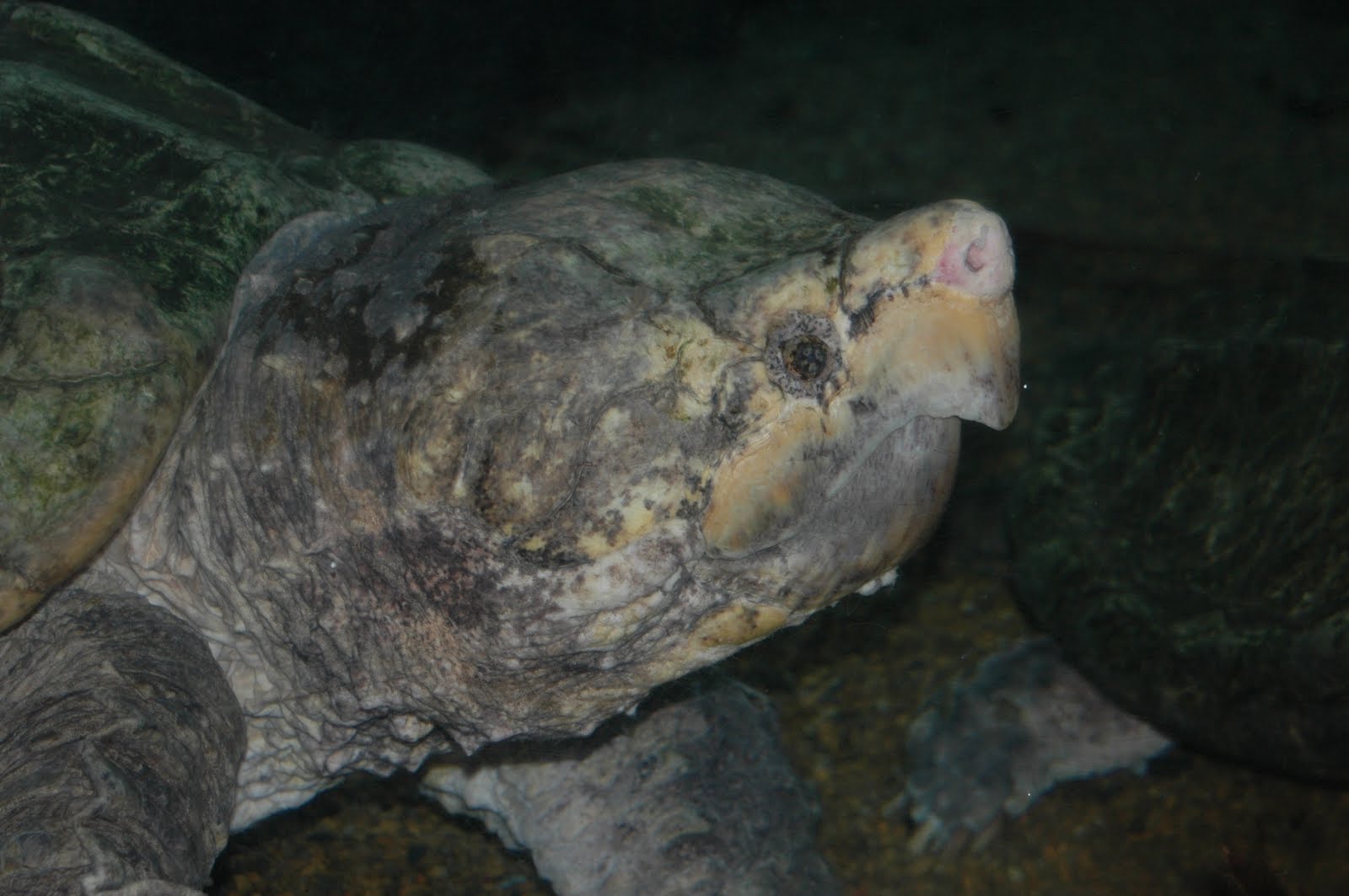Worlds Largest Alligator Snapping Turtle Tennessee Aquarium