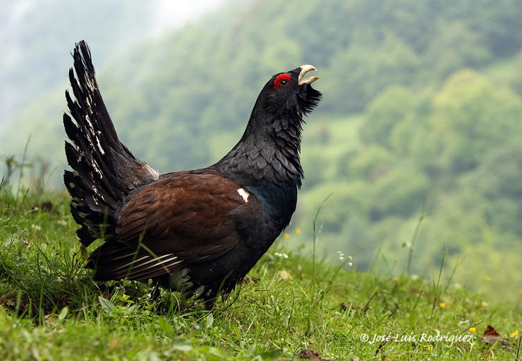 NaturaleZa AnimaL: El Urogallo