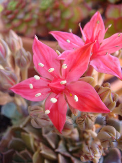 Selina: Tacitum Bellum