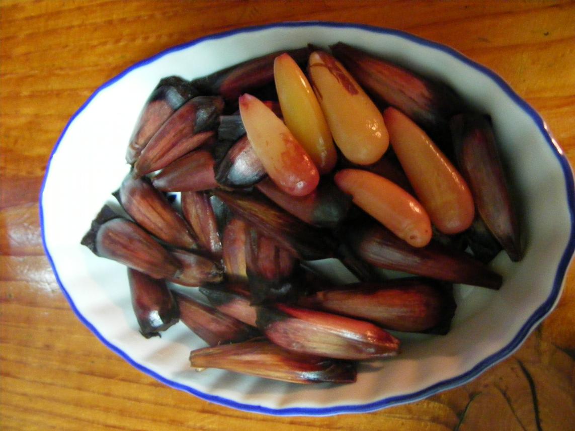 italo_chileno: Piñones El fruto del Pino Araucaria.