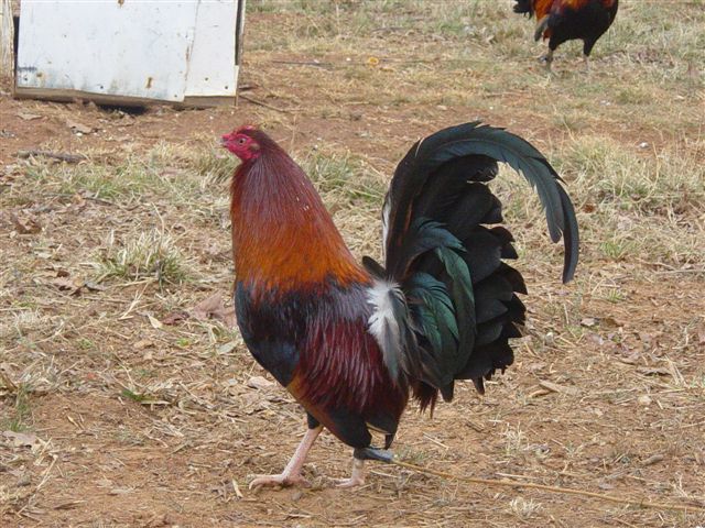 Fighting Cock Encyclopedia: Clarets (Mandigin Clarets)