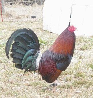 Fighting Cock Encyclopedia: Clarets (Mandigin Clarets)