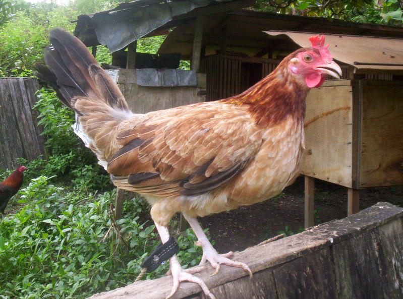 Fighting Cock Encyclopedia