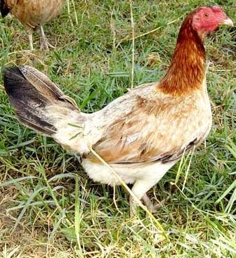 Fighting Cock Encyclopedia: Clarets (Mandigin Clarets)