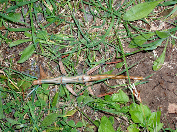 Bunny Trail to Heaven: Giant Walkingstick