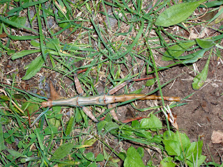 Bunny Trail to Heaven: Giant Walkingstick