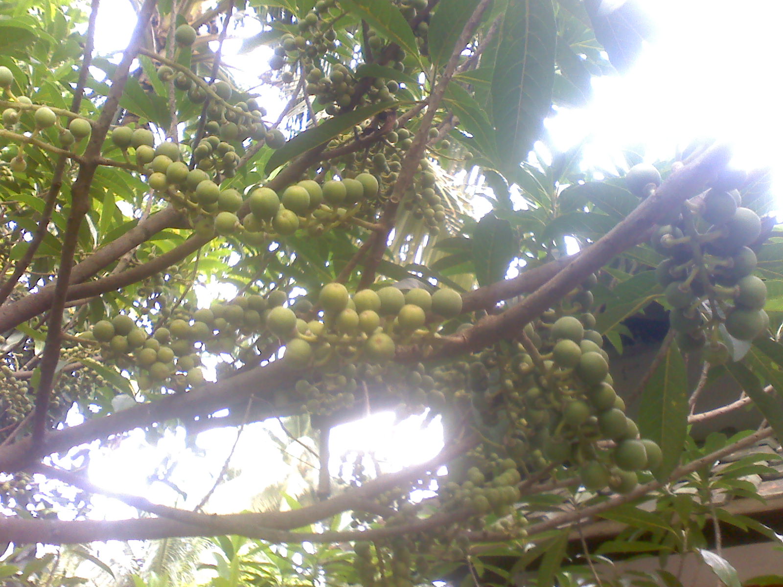 aneka bibit nusapalapa: Foto biji Genitri