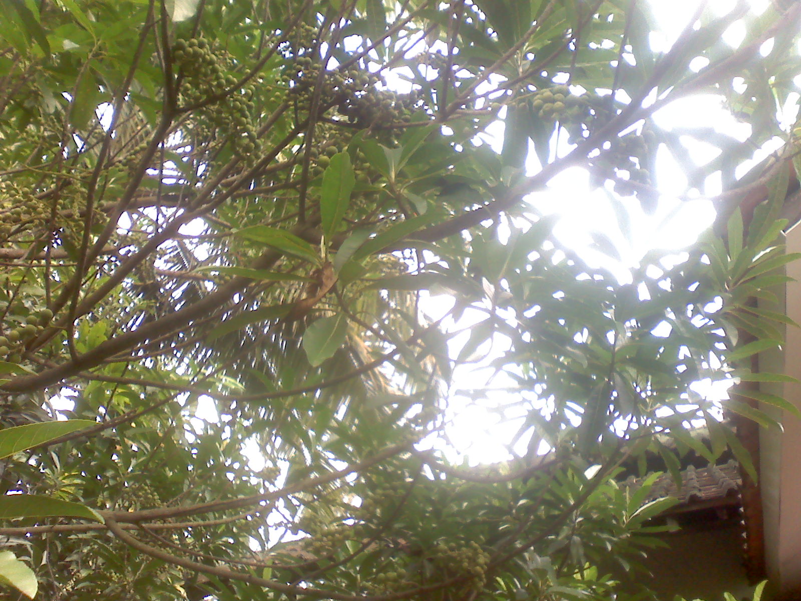 aneka bibit nusapalapa: Foto biji Genitri