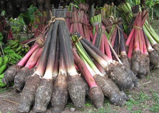 Life in Rurutu: Taro - the food of (Rurutu) Gods!