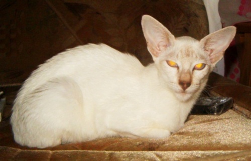 Meie igapäevane informaatika.: Kassid