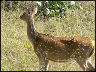 All you wanted to know about Ooty: Animals at Mudumalai National Park ...