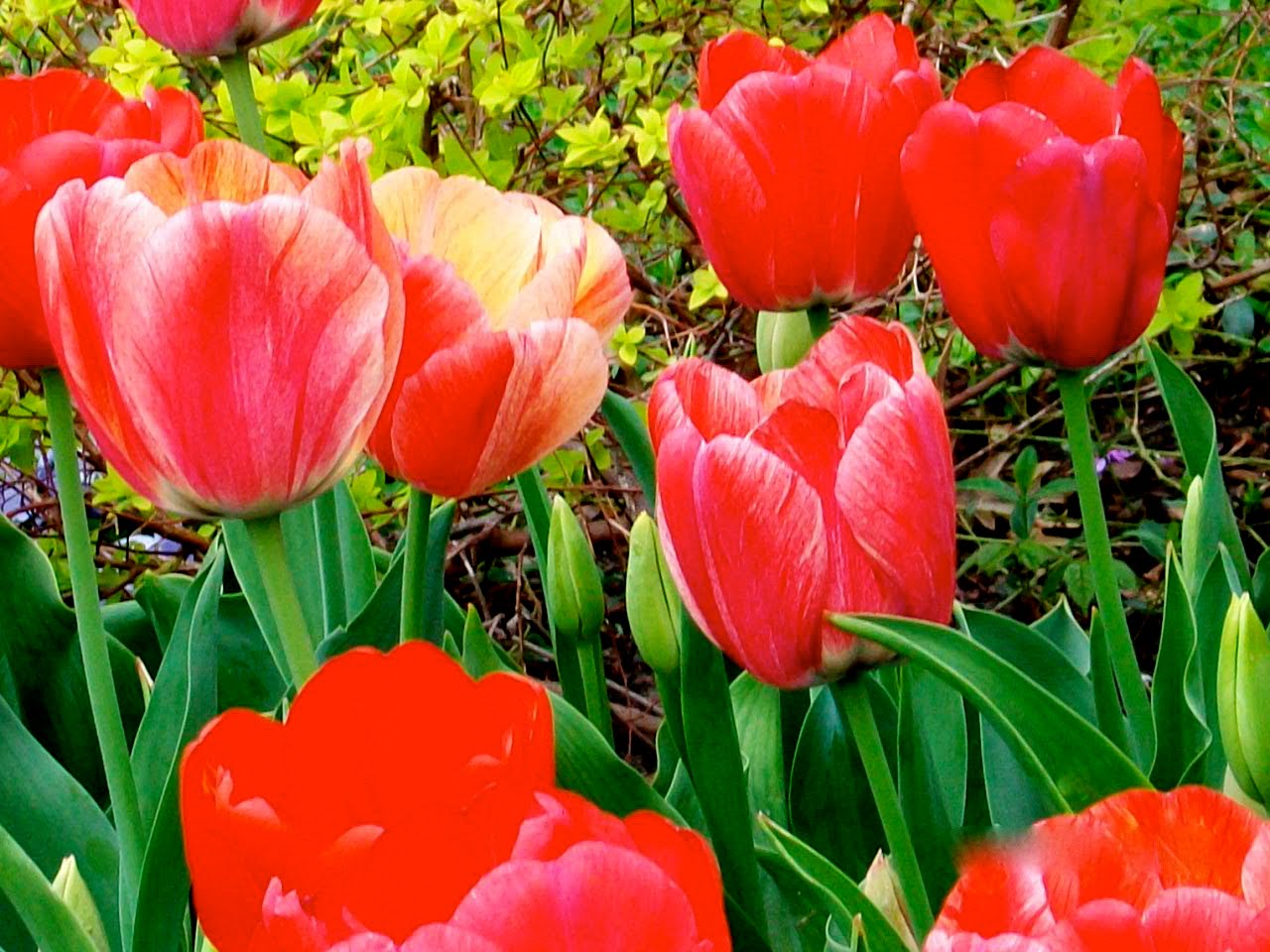 P O T A G E R: Here They Are.......My Favorite Tulips