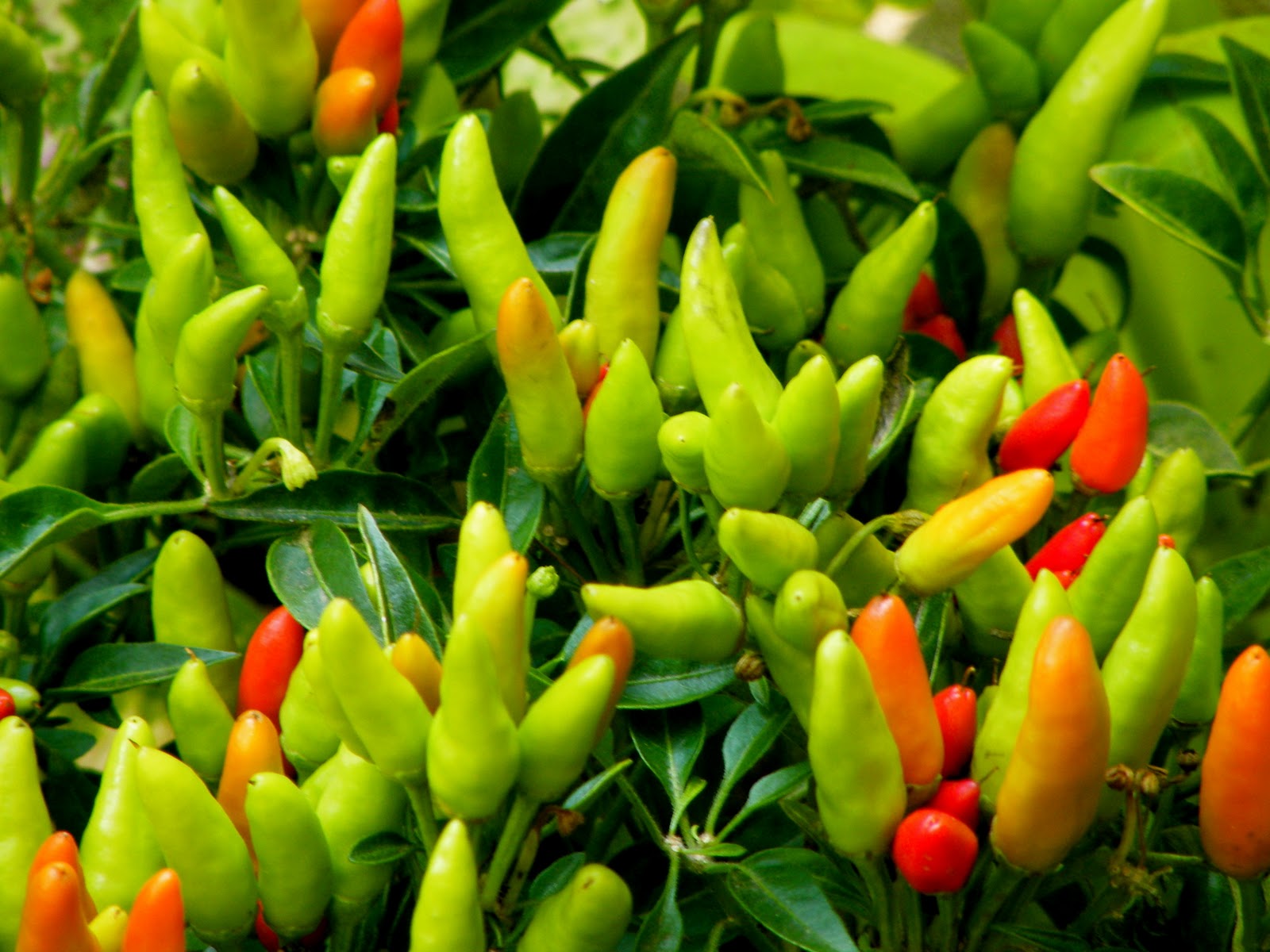 P O T A G E R: Ornamental Peppers for your Fall Gardenscape