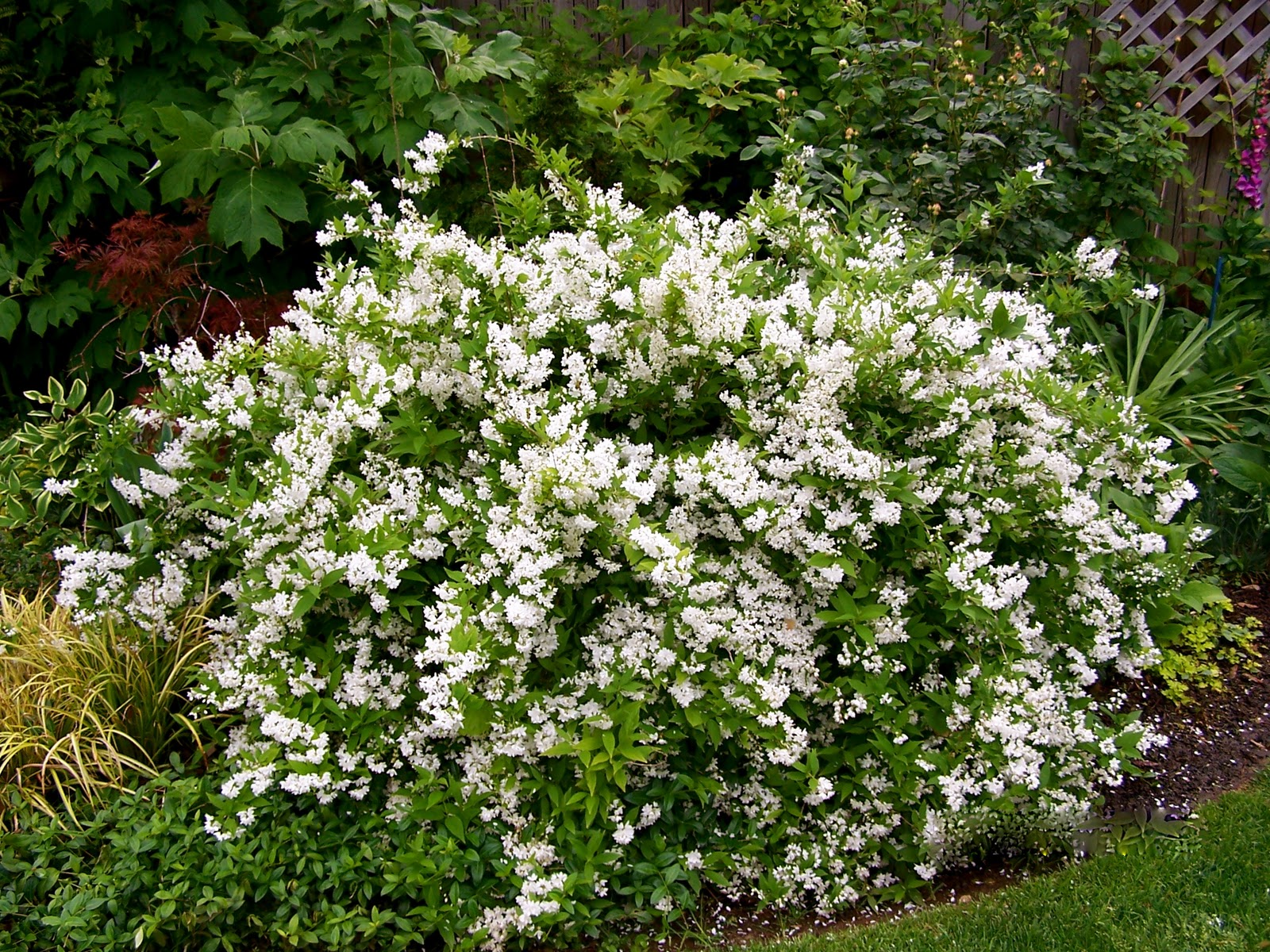 P O T A G E R: Snowy White Deutzia