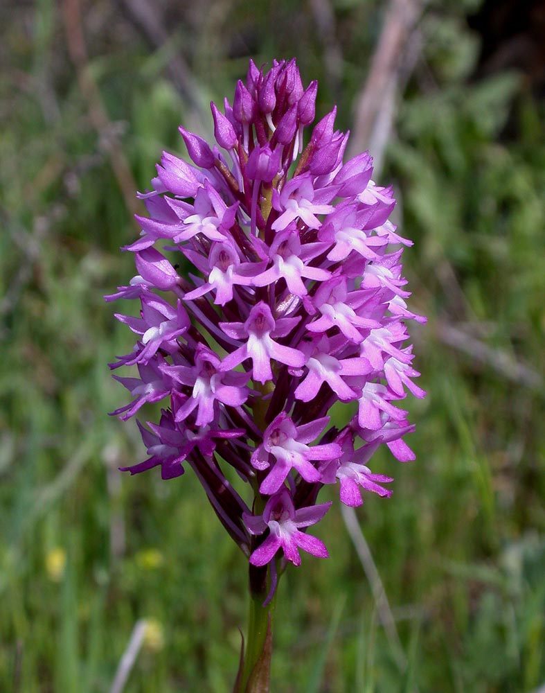 Birdwatching Algarve: Pyramidal Orchids