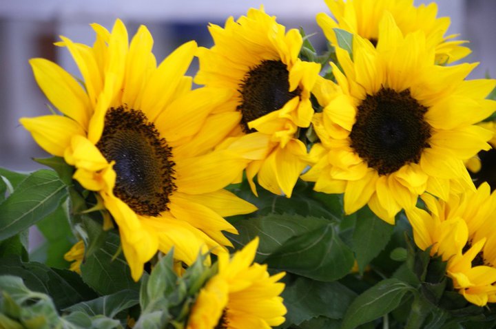 Subang Jaya and the World: October Flower of the Month - Sunflower
