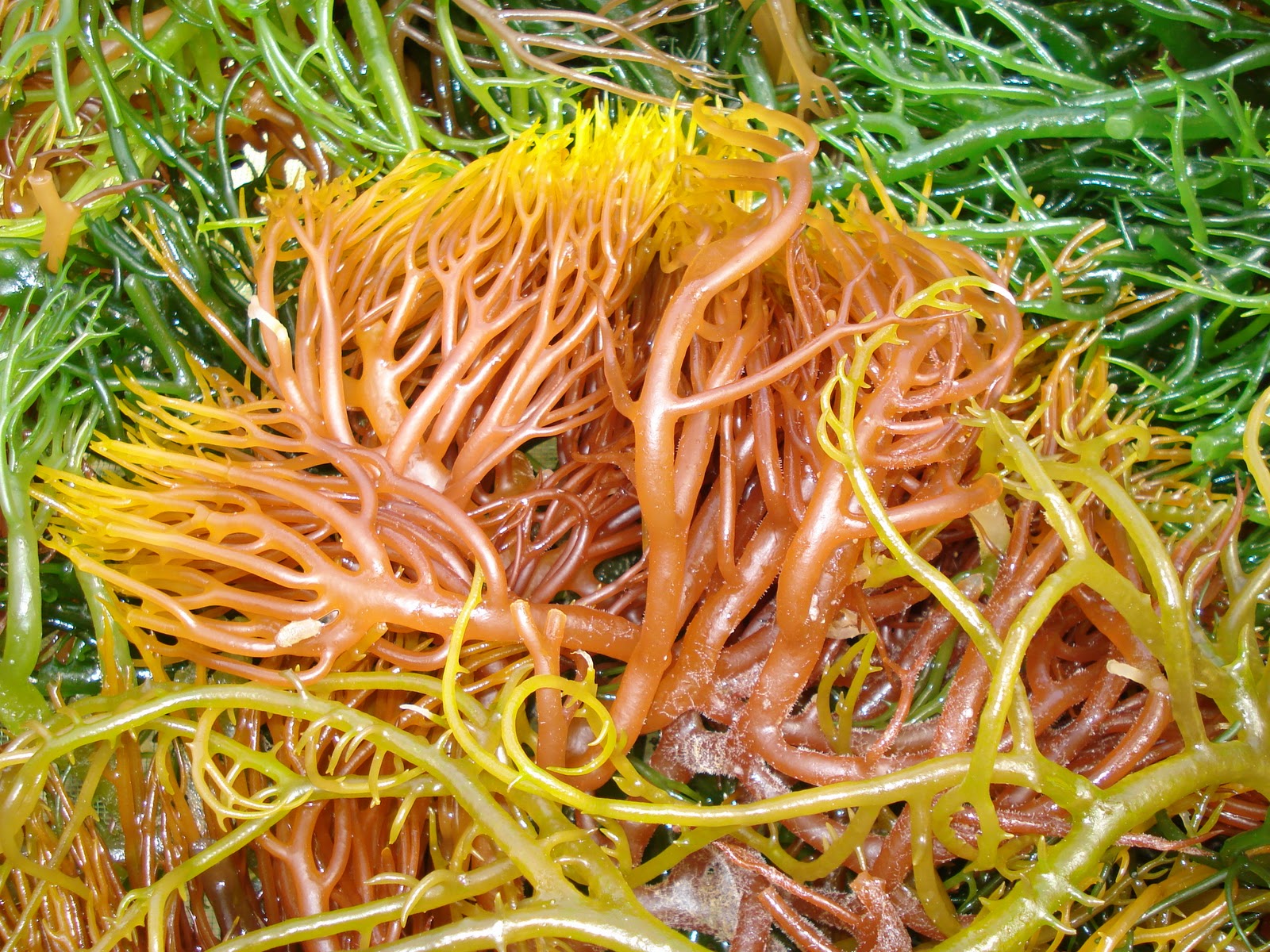 ALGAS MARINHAS: Algas Marinhas, cultivando o futuro