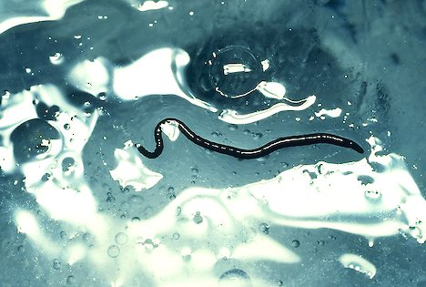 Alaska: Alaska Creatures: Ice Worms